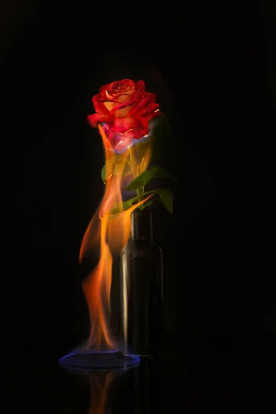 Burning rose Stock Photos, Royalty Free Burning rose Images | Depositphotos