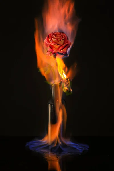 Burning rose Stock Photos, Royalty Free Burning rose Images | Depositphotos