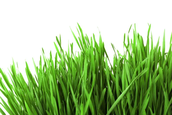 100,000 Cute grass Vector Images | Depositphotos
