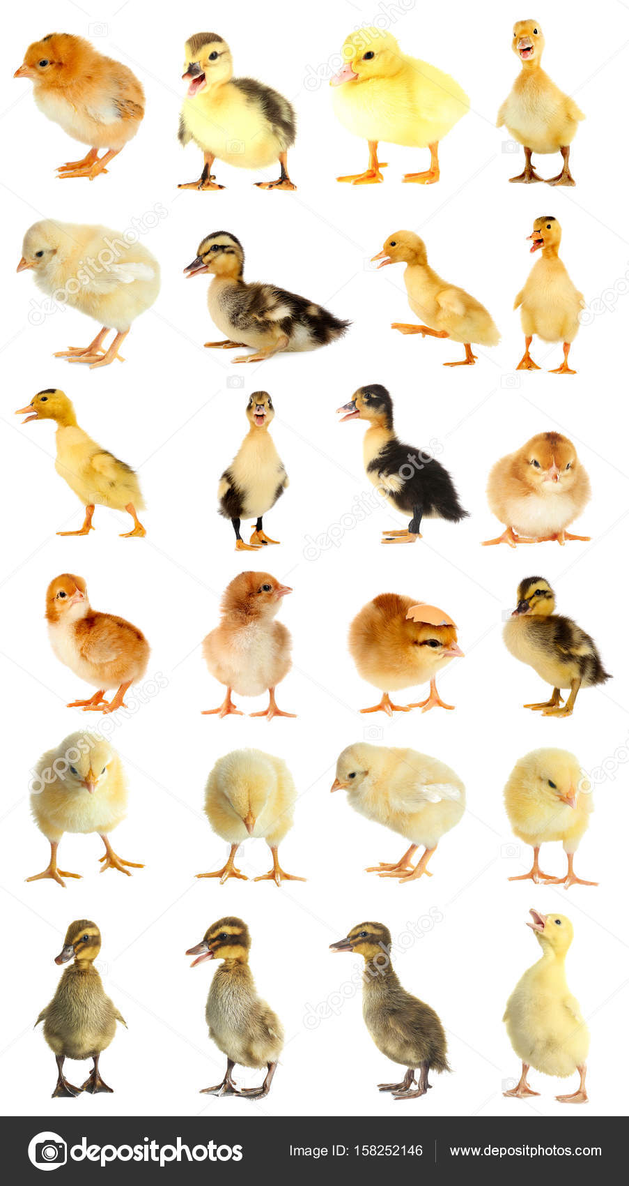 Collage of ducklings and chicks Stock Photo by ©belchonock 158252146