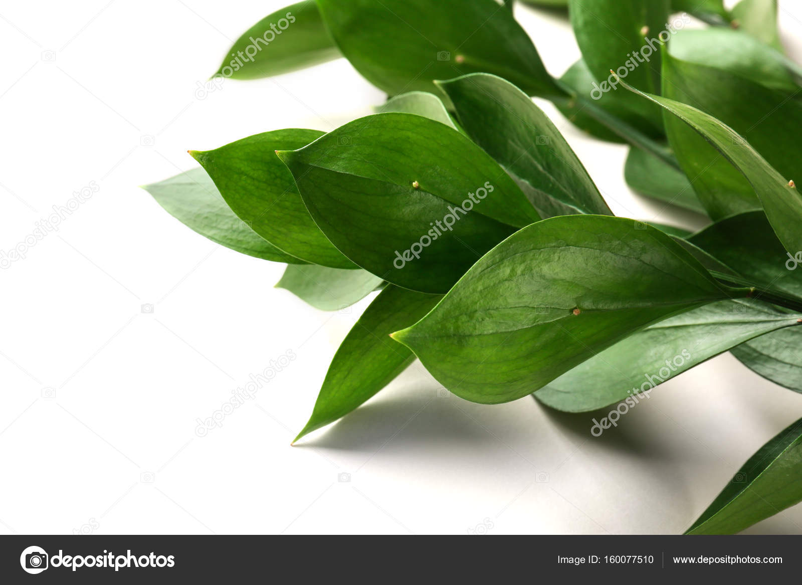 Graceful israeli ruscus, isolated Stock Photo by ©belchonock 160077510