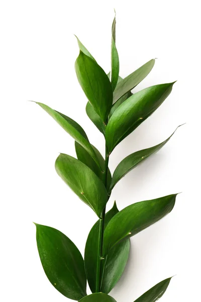 Ruscus israelense Stock Photos, Royalty Free Ruscus israelense Images ...