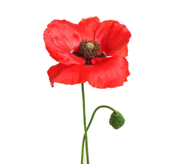 Poppy card Stock Photos, Royalty Free Poppy card Images | Depositphotos