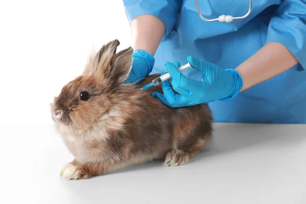 Rabbit vet Stock Photos, Royalty Free Rabbit vet Images | Depositphotos