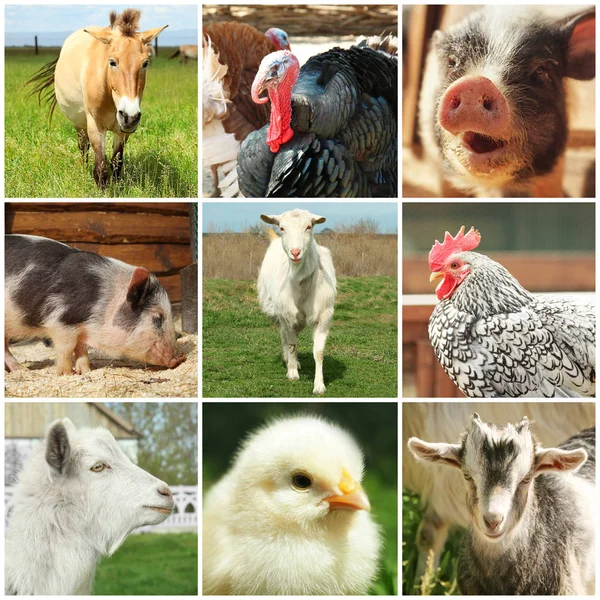 Collage of Farm Animals Stock Photo by ©yulan 12274984