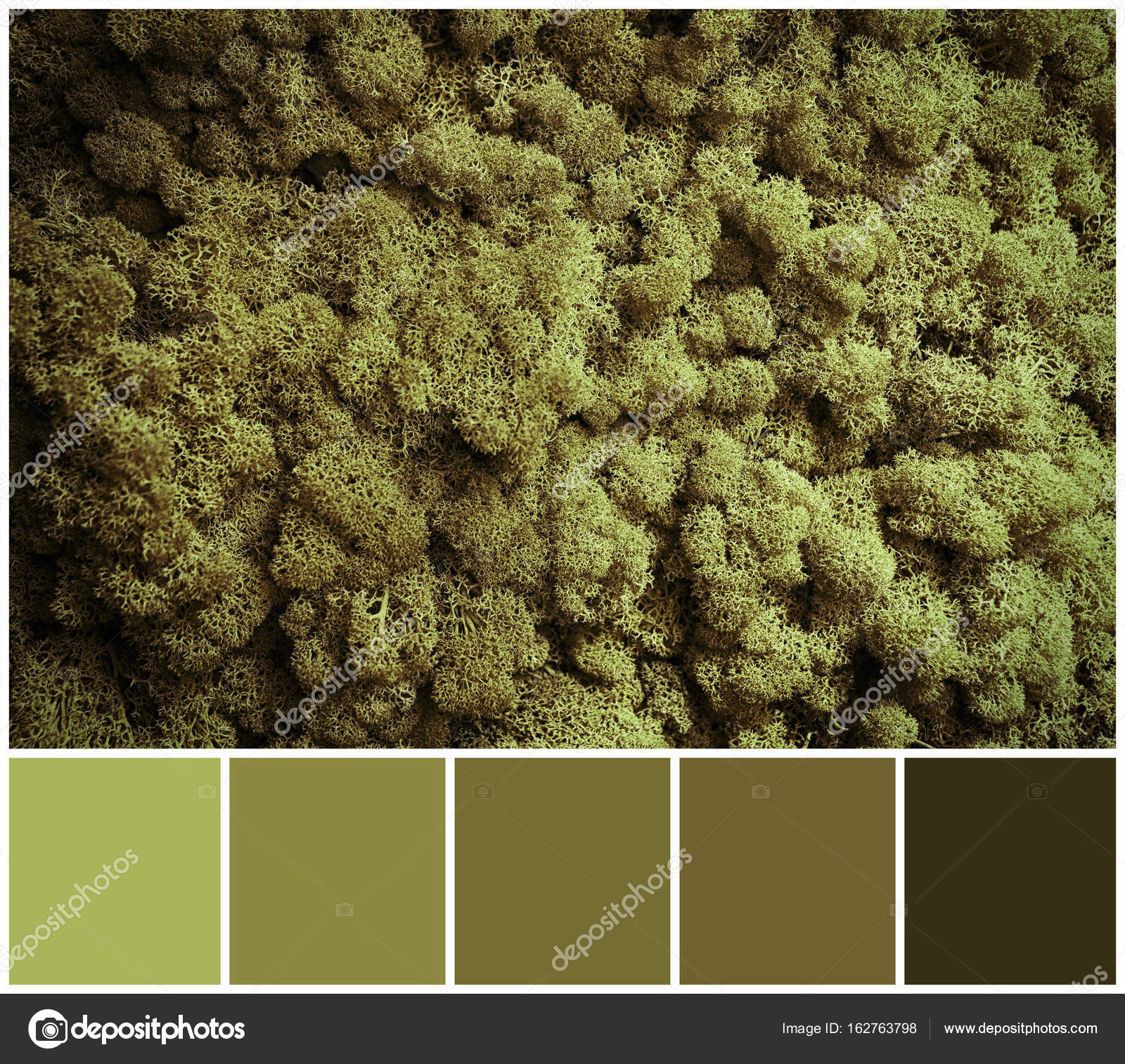 Musgo verde e paleta de cores combinação — Foto © belchonock #162763798