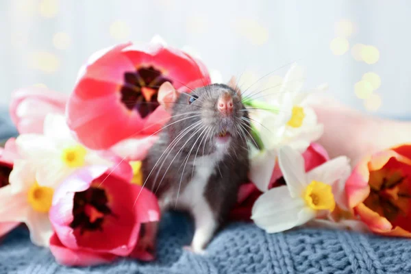 Rat Stock Photos, Royalty Free Rat Images | Depositphotos