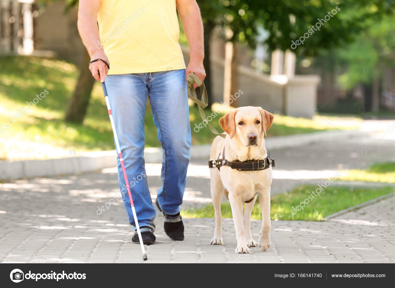 Guide dog helping blind man — Stock Photo © belchonock #166141740 Guide dog helping blind man — Stock Photo © belchonock #166141740