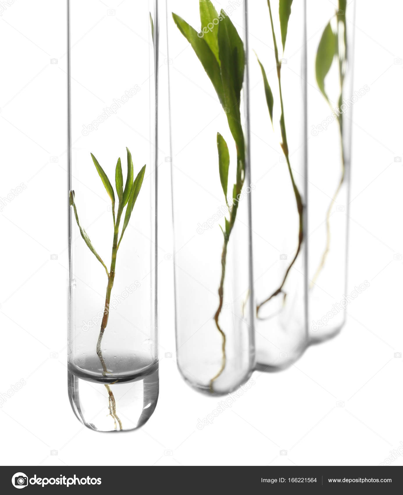 Plants in test tubes Stock Photo by ©belchonock 166221564