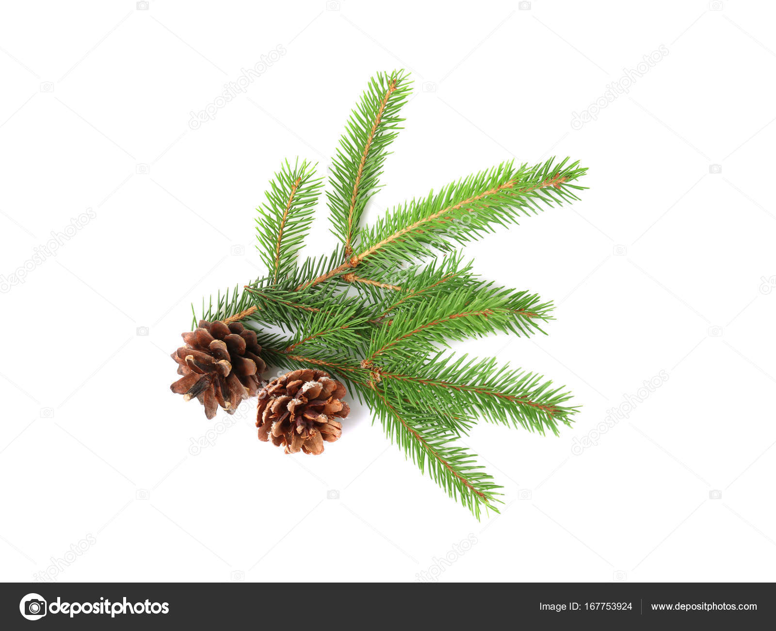 Branches of fir tree — Stock Photo © belchonock #167753924