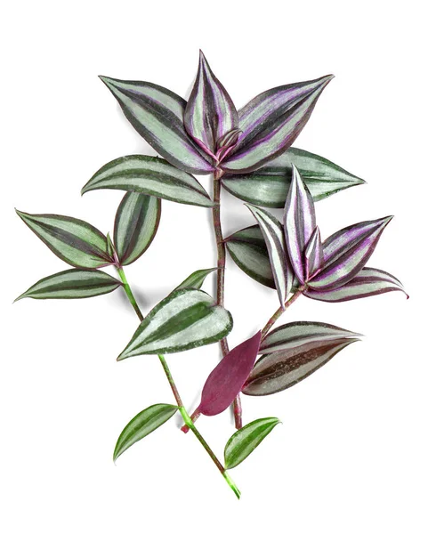 12,106,131 imágenes de Lemon verbena png libres de derechos | Depositphotos