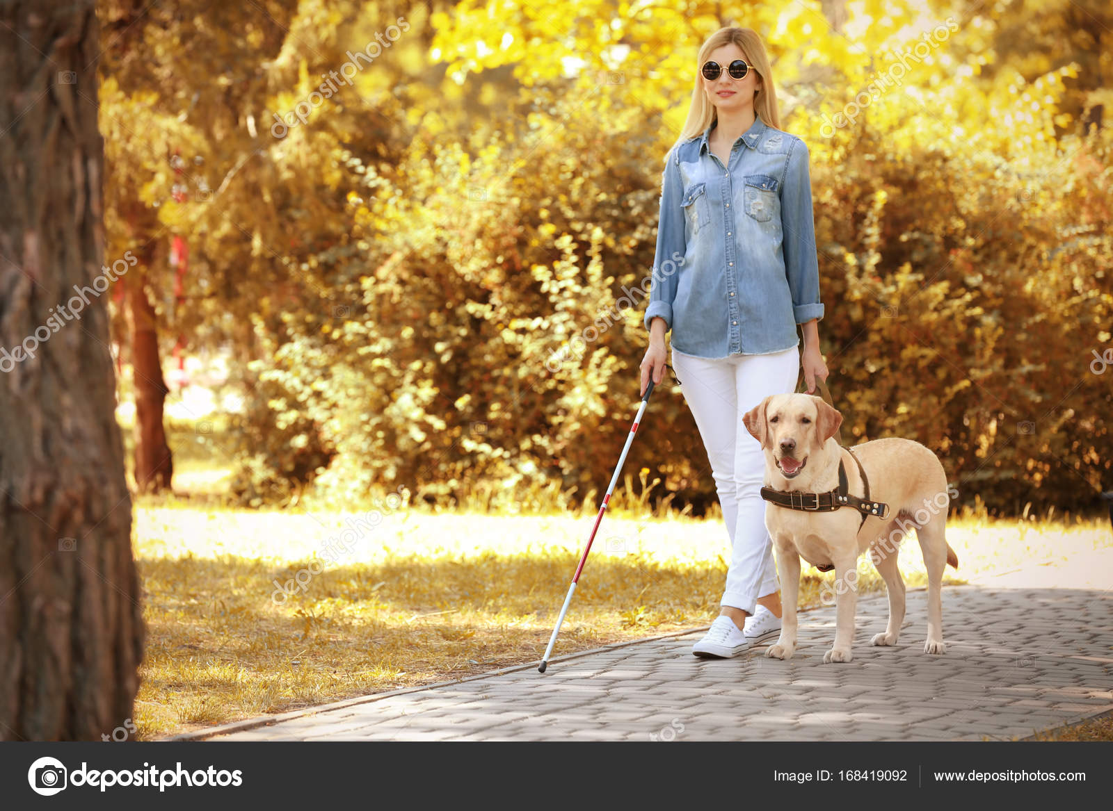 Guide dog helping blind woman Stock Photo by ©belchonock 168419092