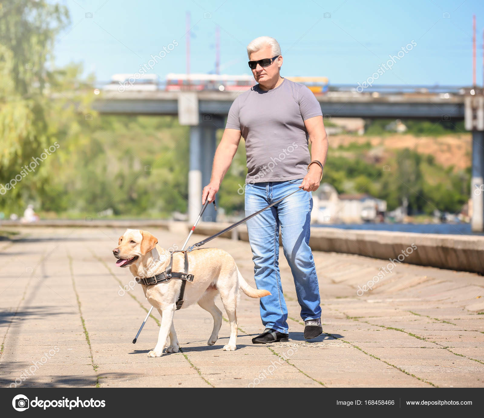 Dogs Who Help The Blind