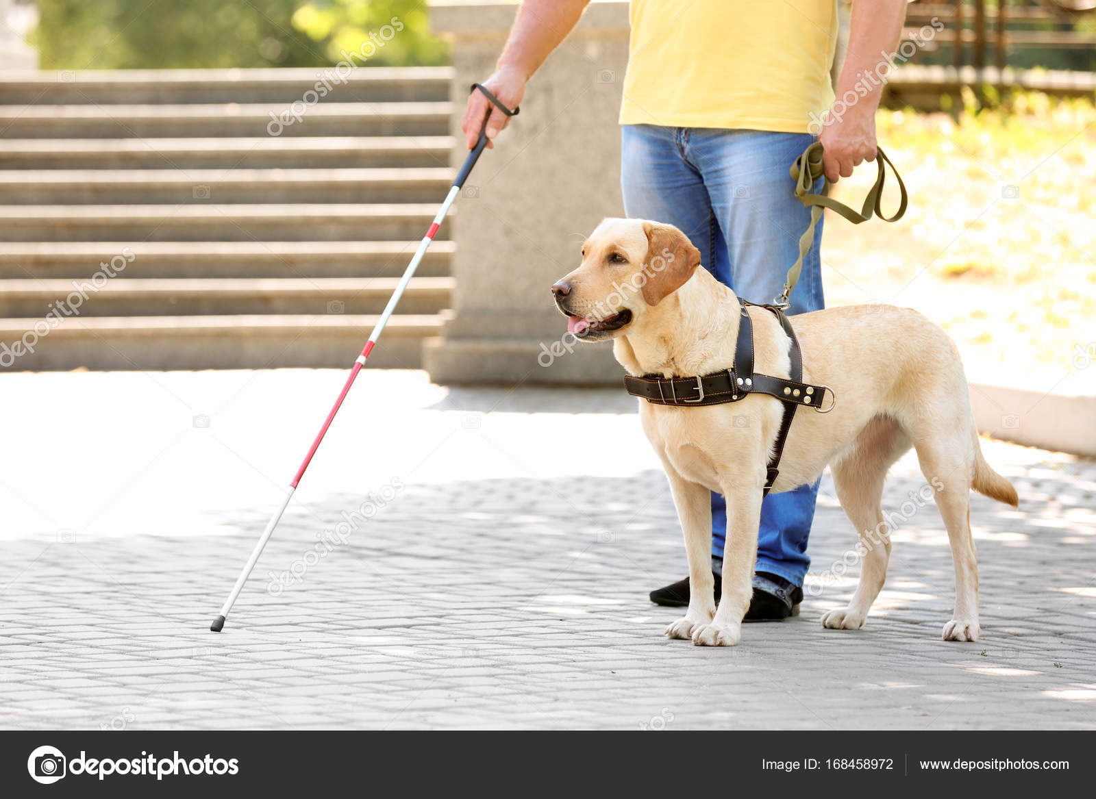 Guide dog helping blind man Stock Photo by ©belchonock 168458972 Guide dog helping blind man Stock Photo by ©belchonock 168458972