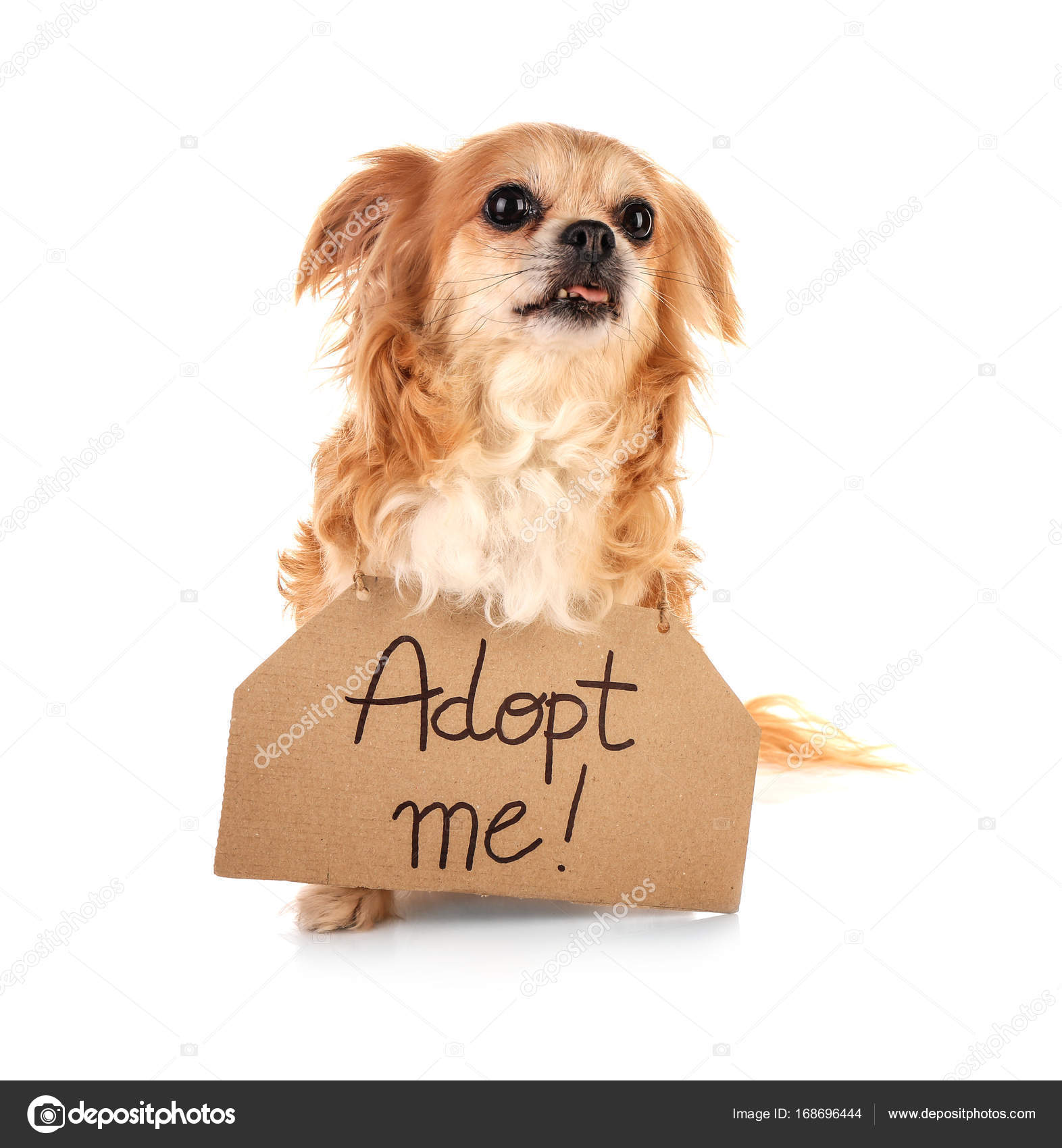 Dog and text ADOPT ME Stock Photo by ©belchonock 168696444