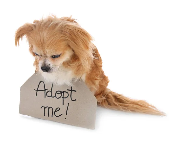 Dog and text ADOPT ME Stock Photo by ©belchonock 168696444