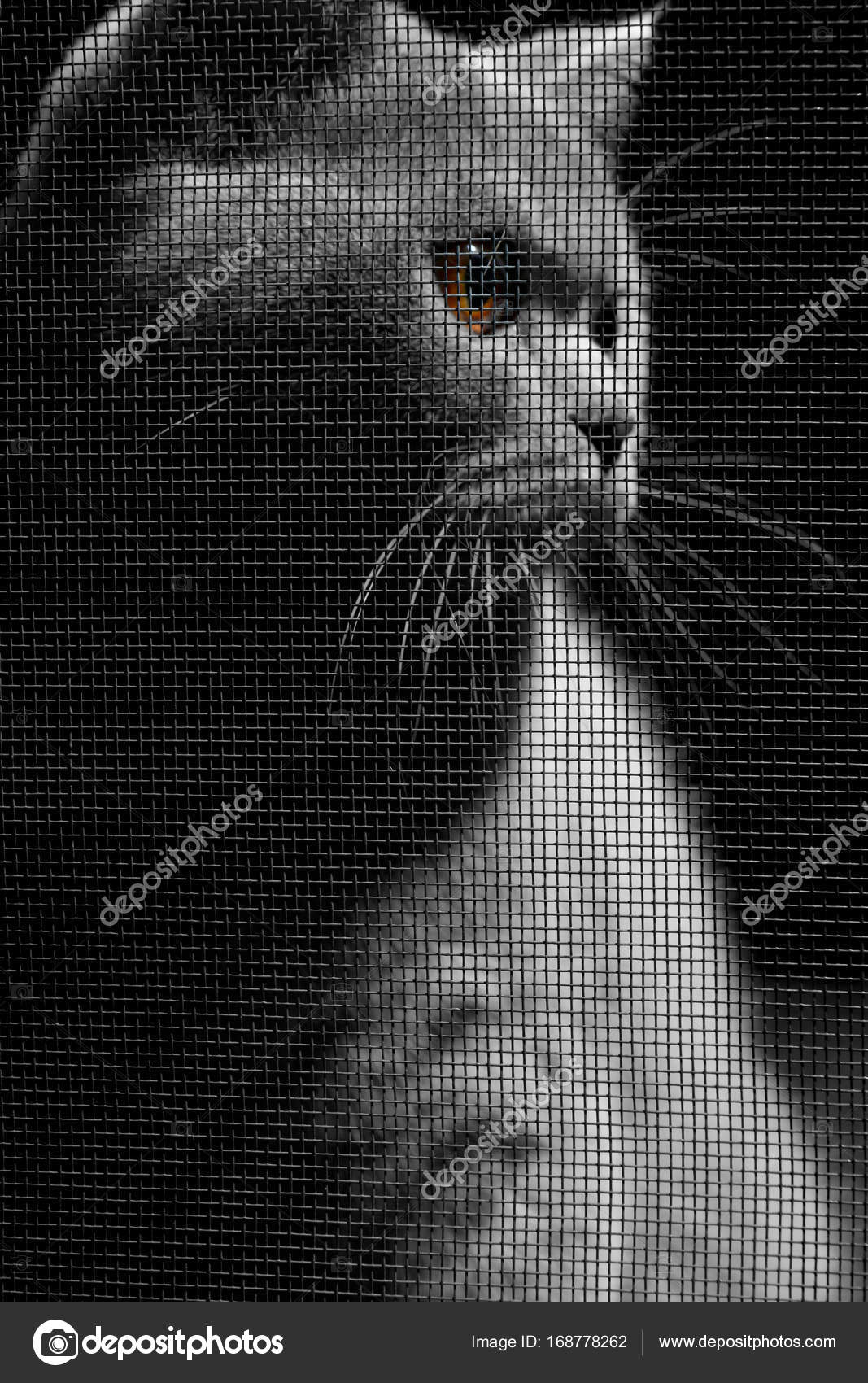 Cat through window screen — Stock Photo © belchonock #168778262