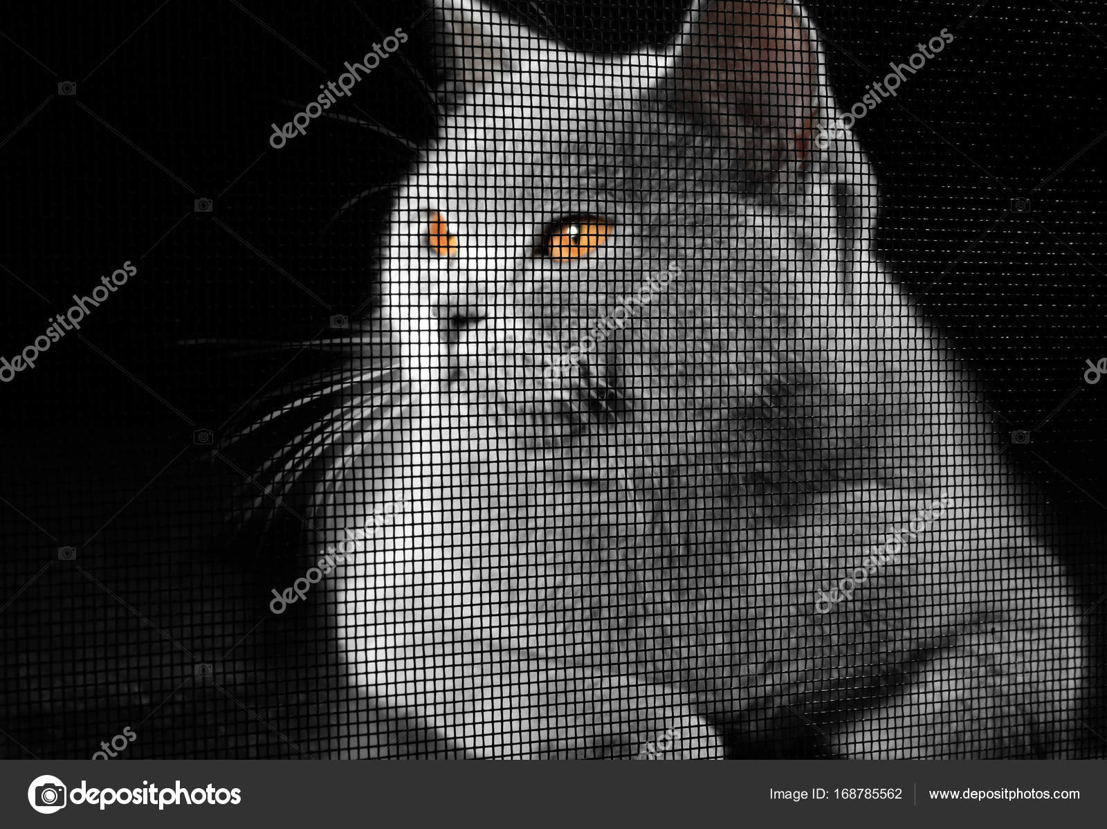 Cat through window screen Stock Photo by ©belchonock 168785562