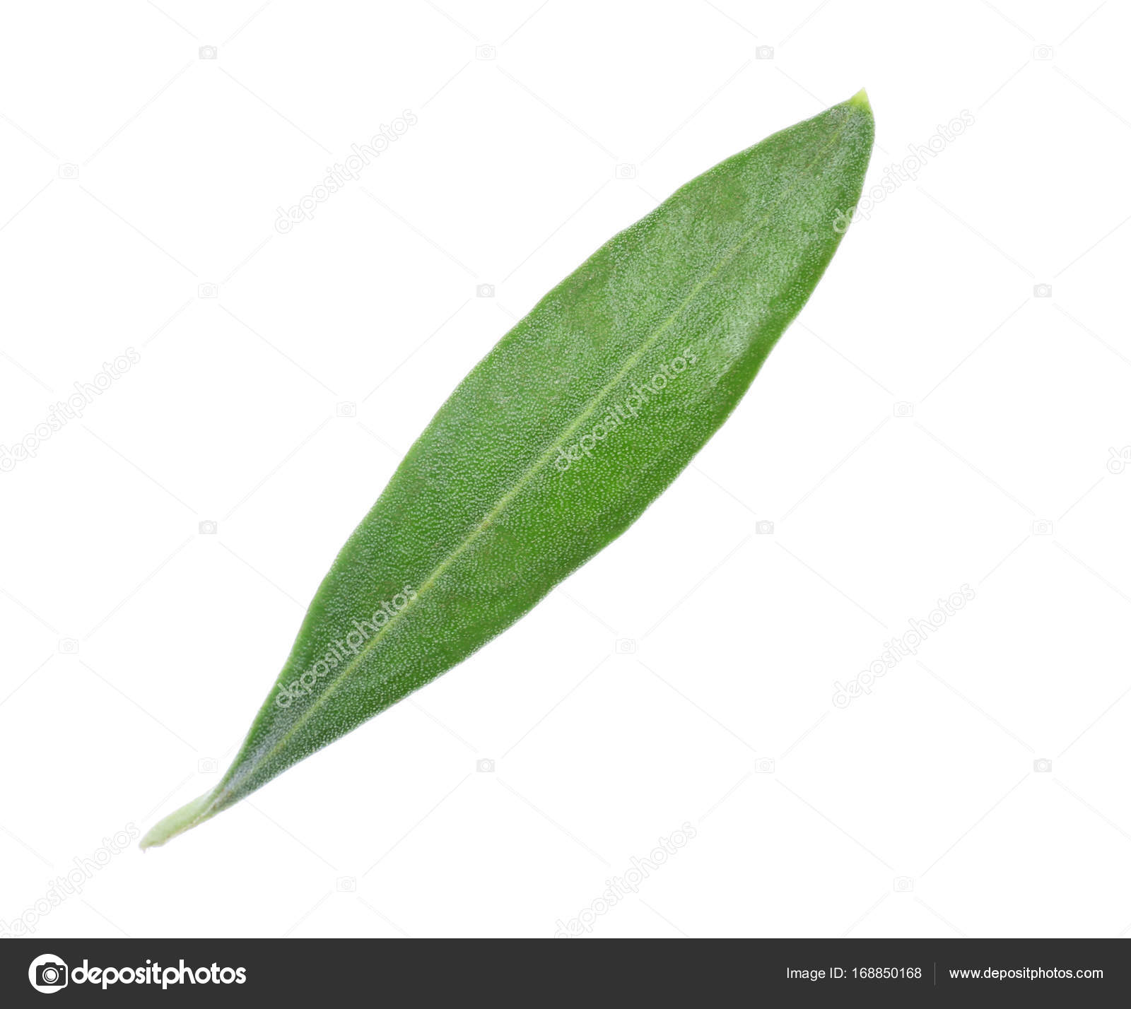 Green olive leaf — Stock Photo © belchonock #168850168