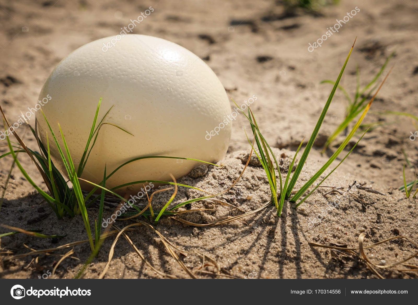 Big ostrich egg — Stock Photo © belchonock #170314556