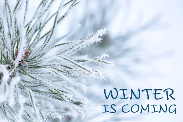 Winter Is Coming Winter Is Here