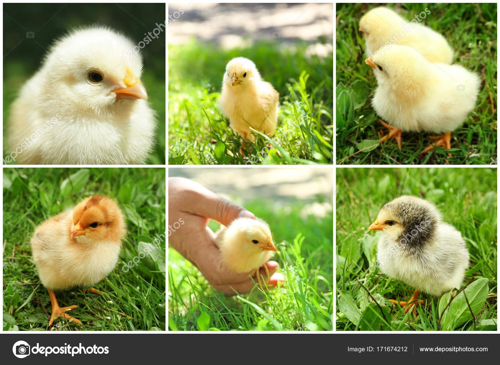 Collage with cute little chickens — Stock Photo © belchonock #171674212