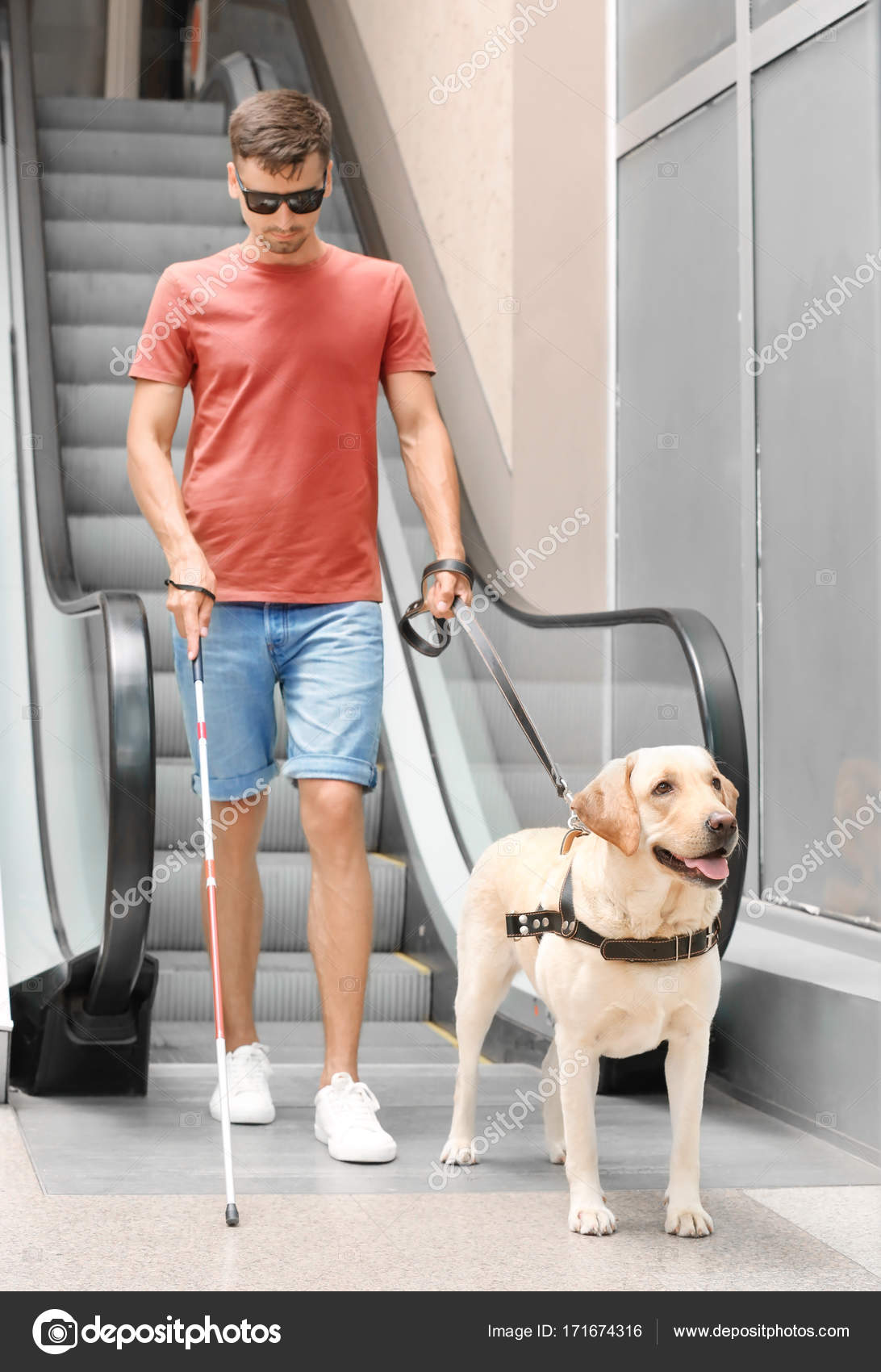 Seeing Eye Dog With Blind Person