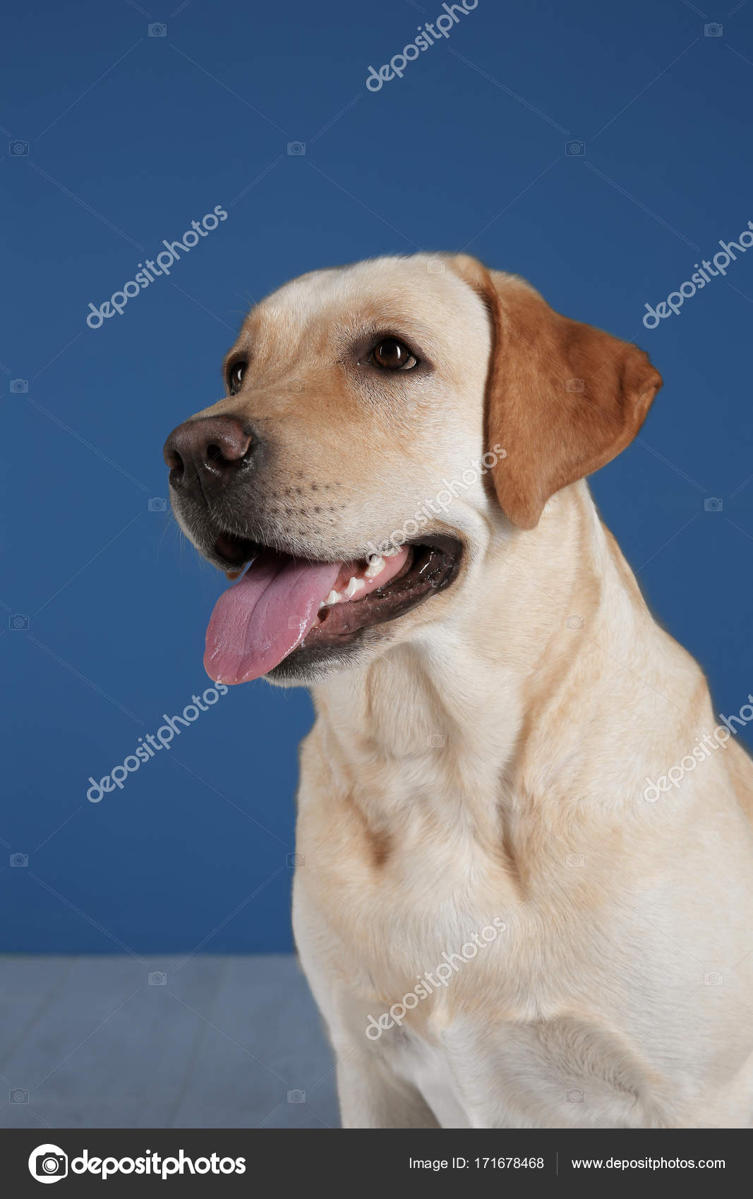 Cute Labrador Retriever Stock Photo by ©belchonock 171678468