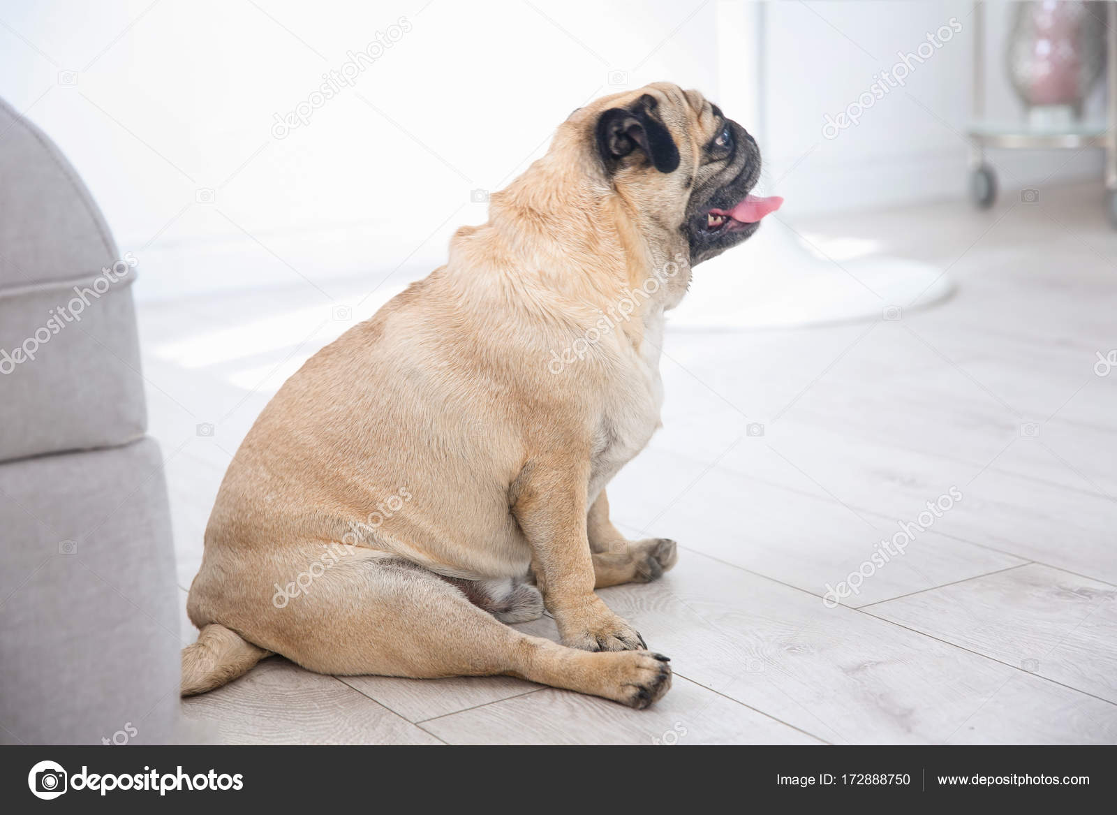 Overweight Puggle
