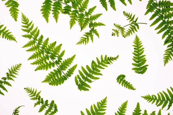 Flat Leaf Fern