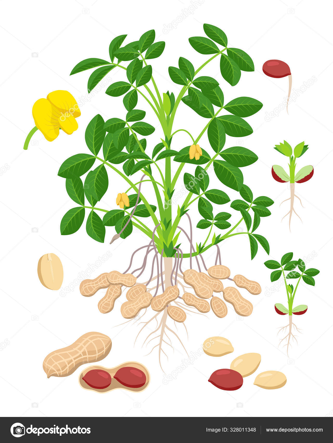 Peanut growth parts and stages - set of botanical vector illustrations ...