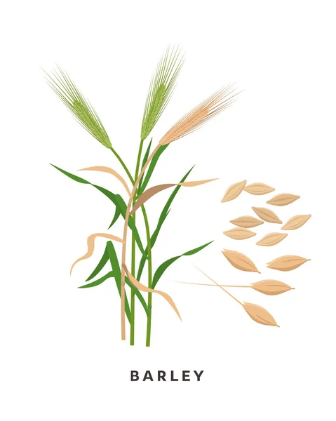 Wheat growing stages, life cycle of wheat plant infographic elements in ...