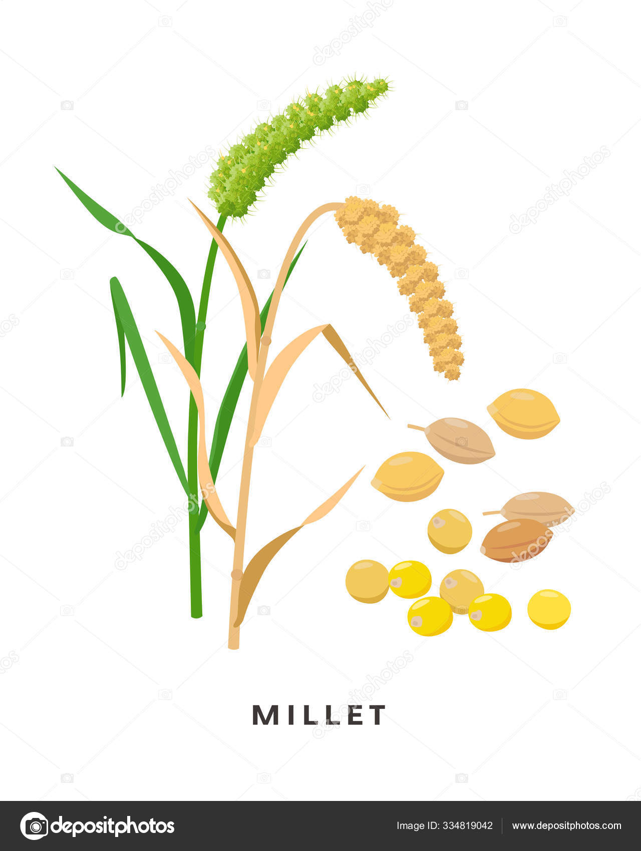 Millet Plant Drawing