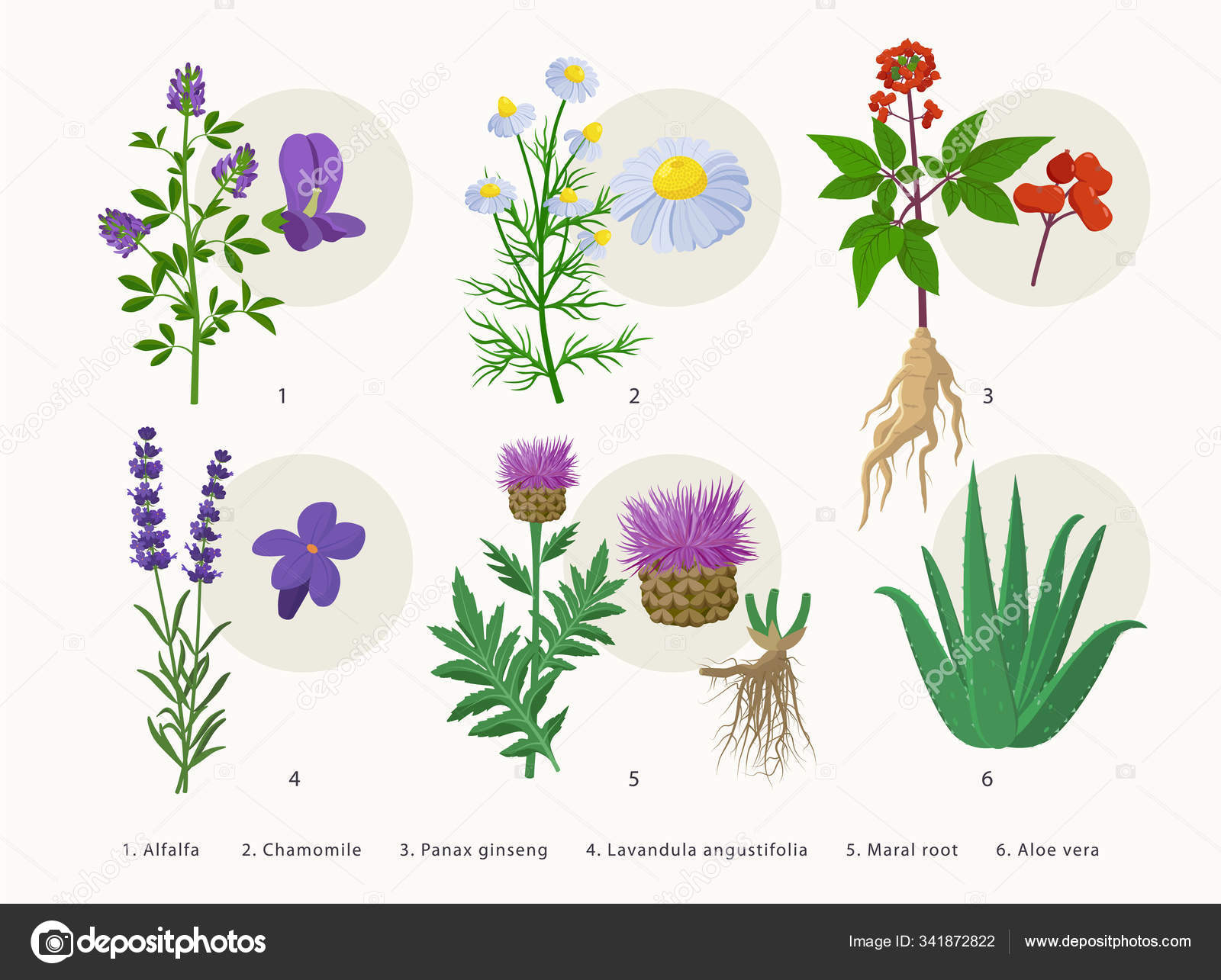 Hierbas medicinales y sus flores, colección de iconos de plantas ...