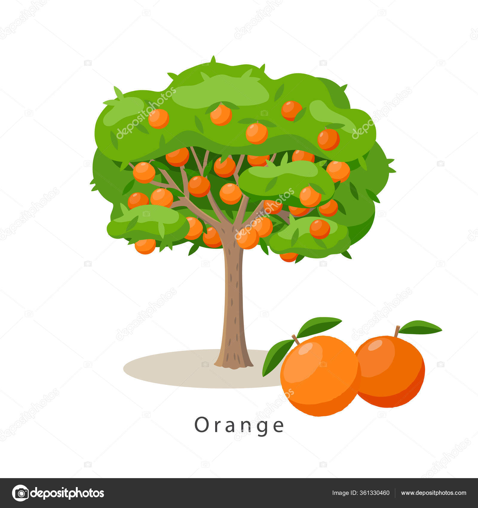 Orange tree vector illustration in flat design isolated on white ...