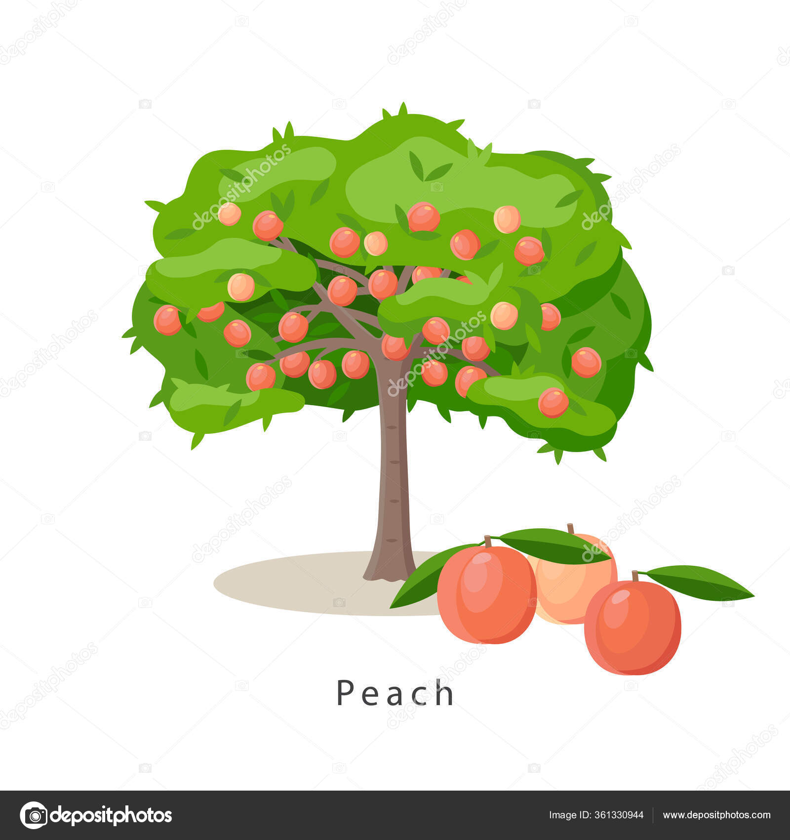 Peach Tree Drawing