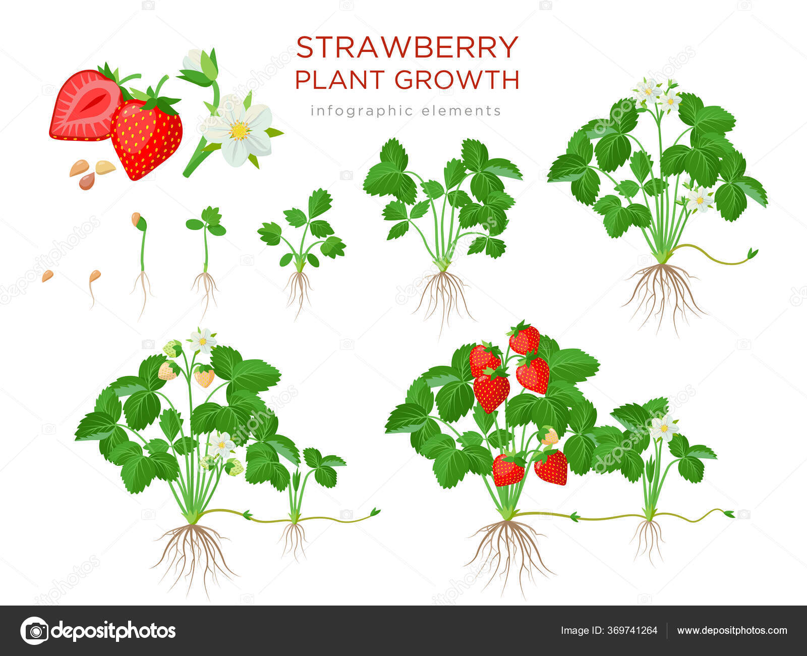 Planta de fresa etapas de crecimiento de semillas, plántulas, floración ...