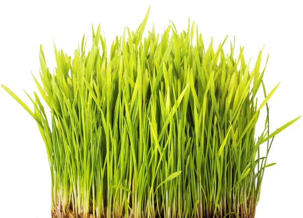 Green grass sprout of wheat — Stock Photo © margaryta #1980123