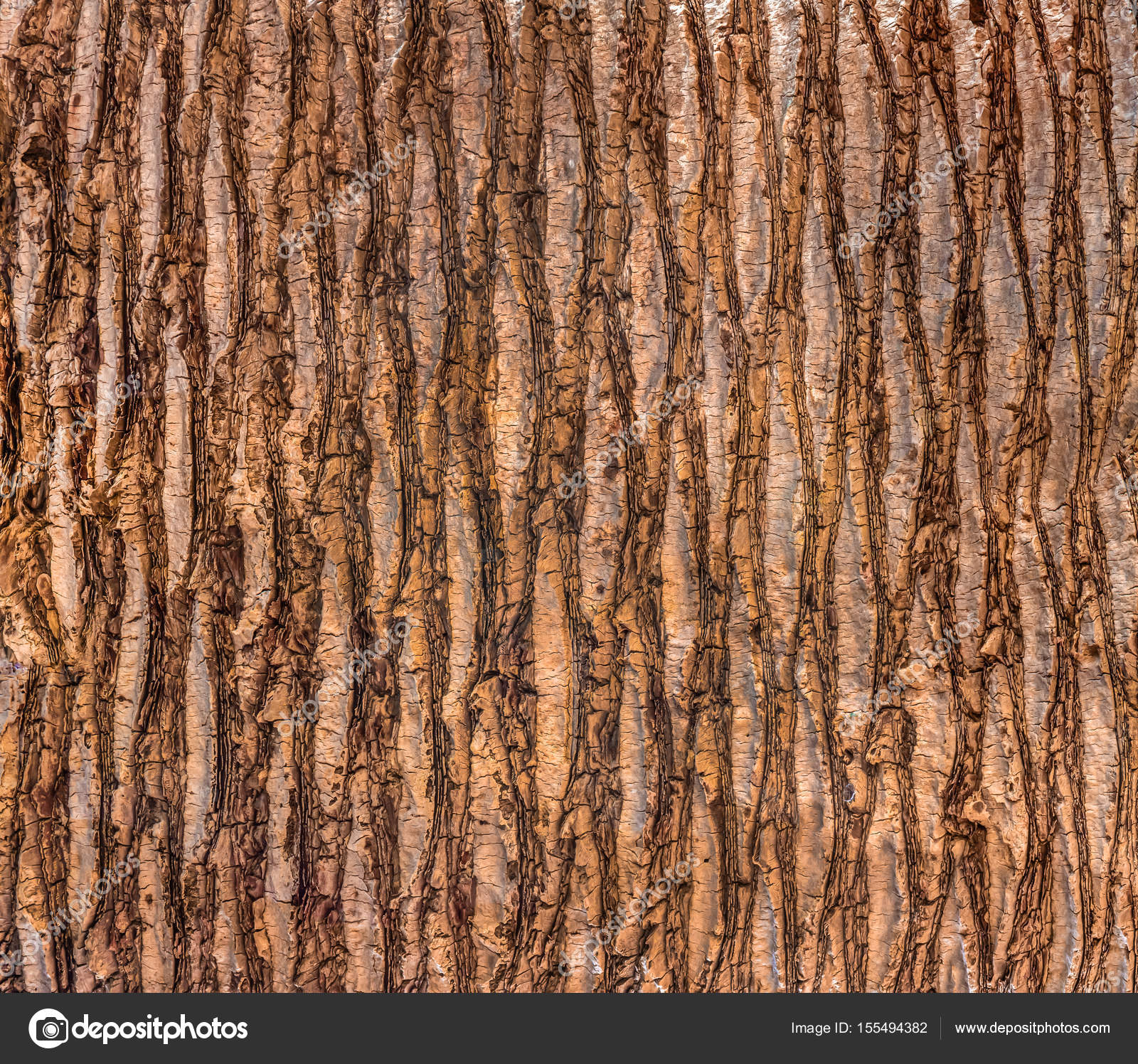 Palm boom textuur — Stockfoto © ninell #155494382