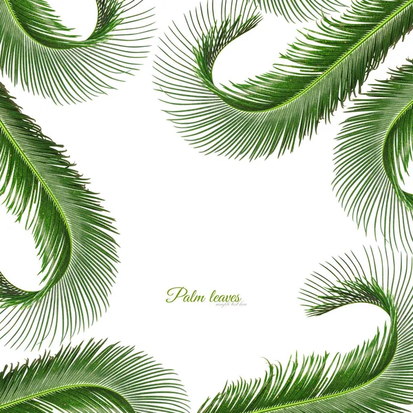 Palm leaf for your design Stock Photo by ©ninell 157353130