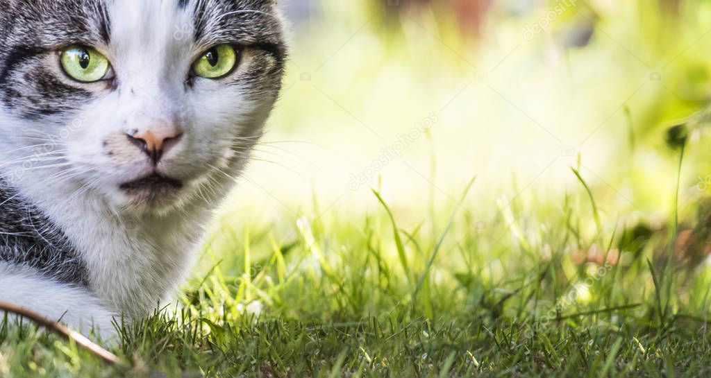 Gato observando su presa en un árbol 2023