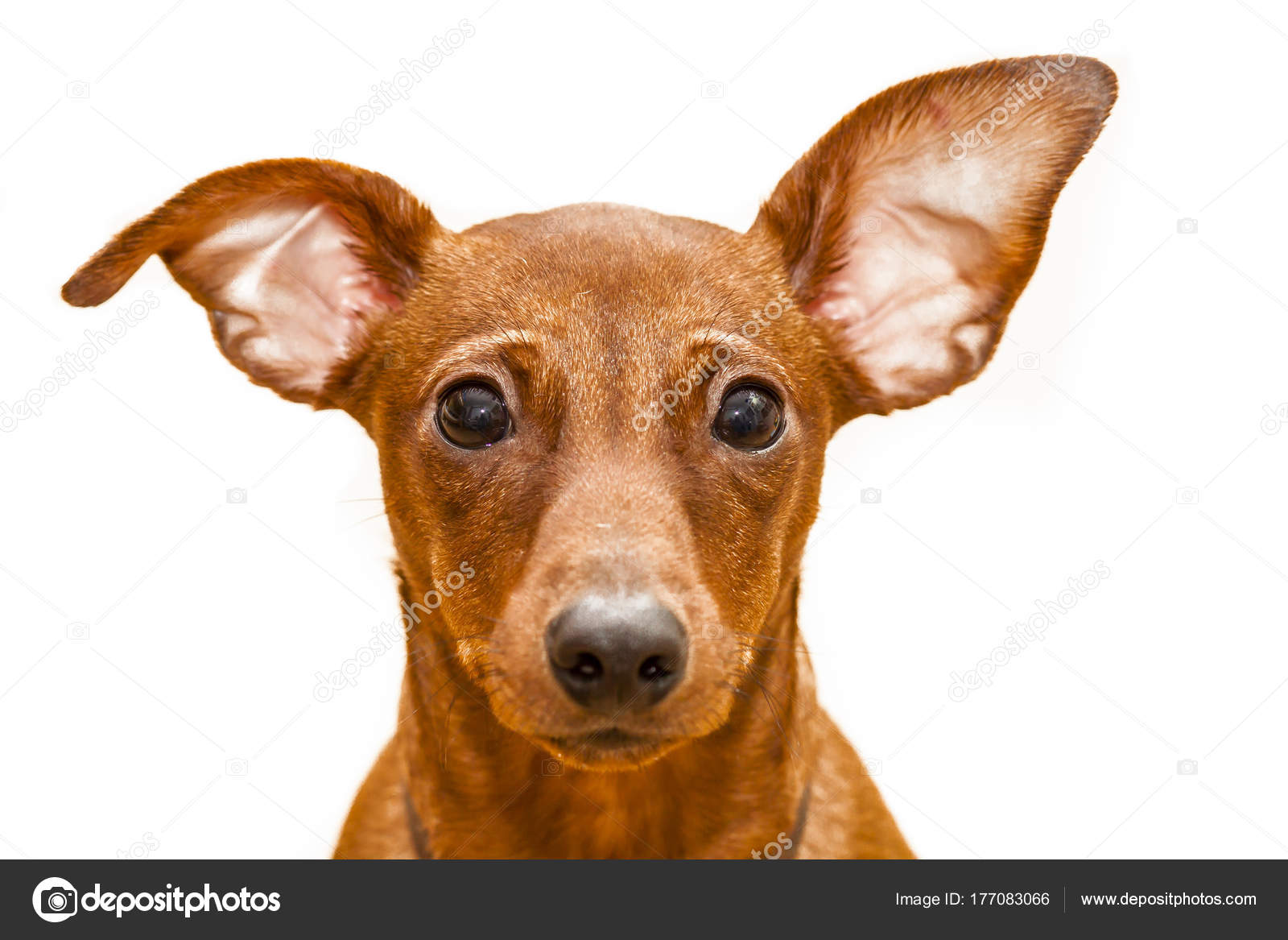 Red Miniature Pinscher Puppies