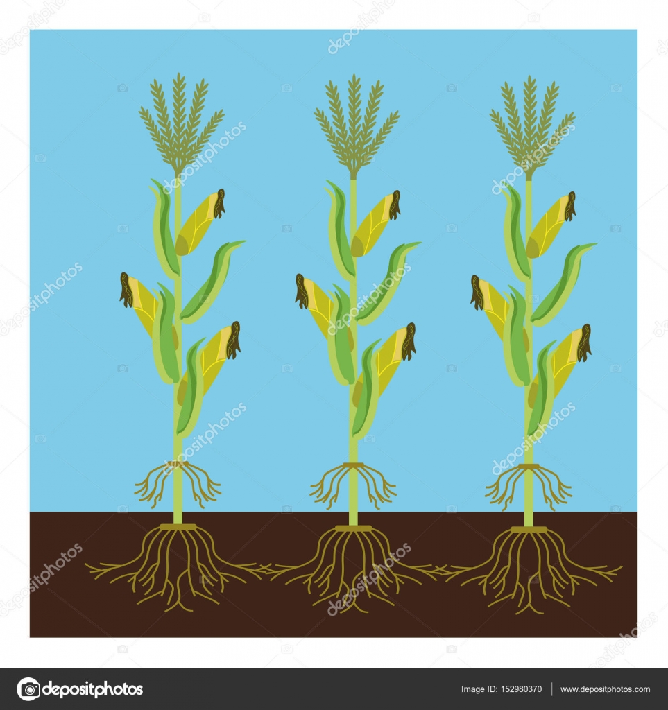 Corn plant vector — Stock Vector © newgena #152980370