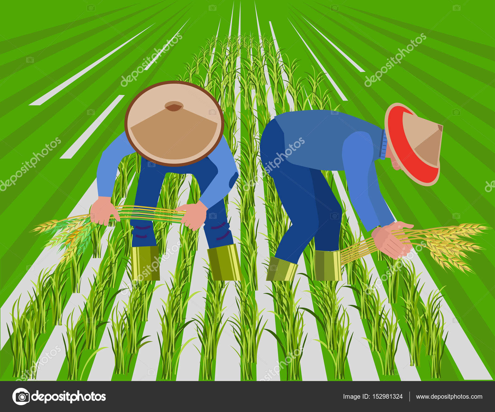 Farmers harvest rice in paddy field Stock Vector by ©newgena 152981324