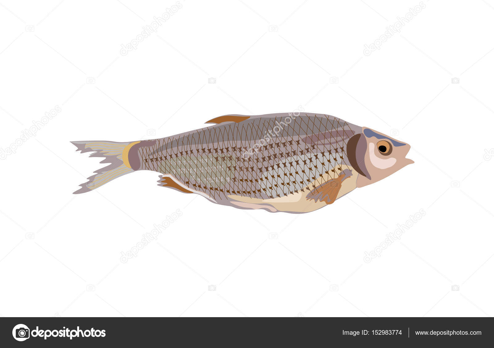 Dried fish vector Stock Vector Image by ©newgena #152983774