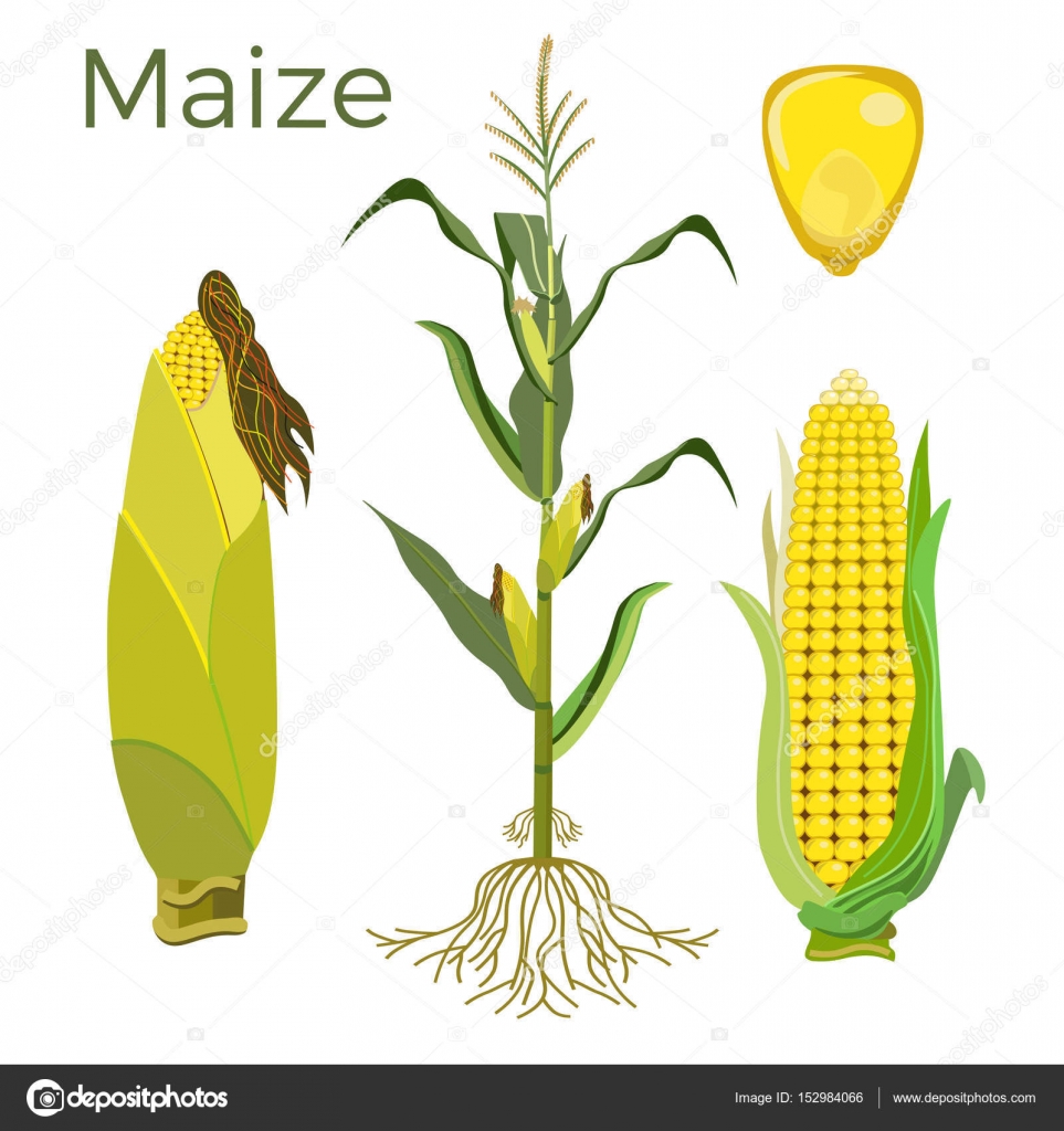 What Are The Parts Of A Sweet Corn Plant Diagram - Infoupdate.org