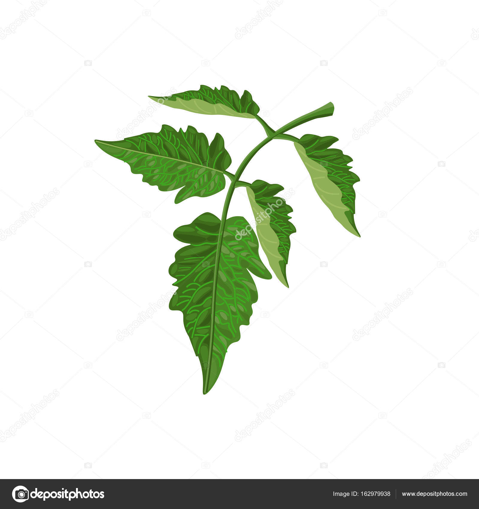Tomato Leaf Vector Tomato Plant Illustration PNG, Vector, PSD, And