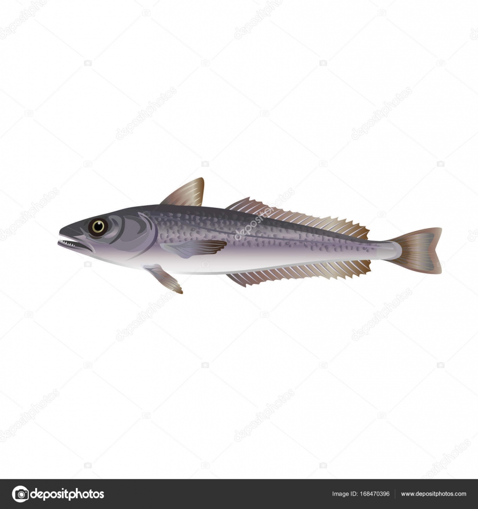 Hake fish vector Stock Vector Image by ©newgena #168470396
