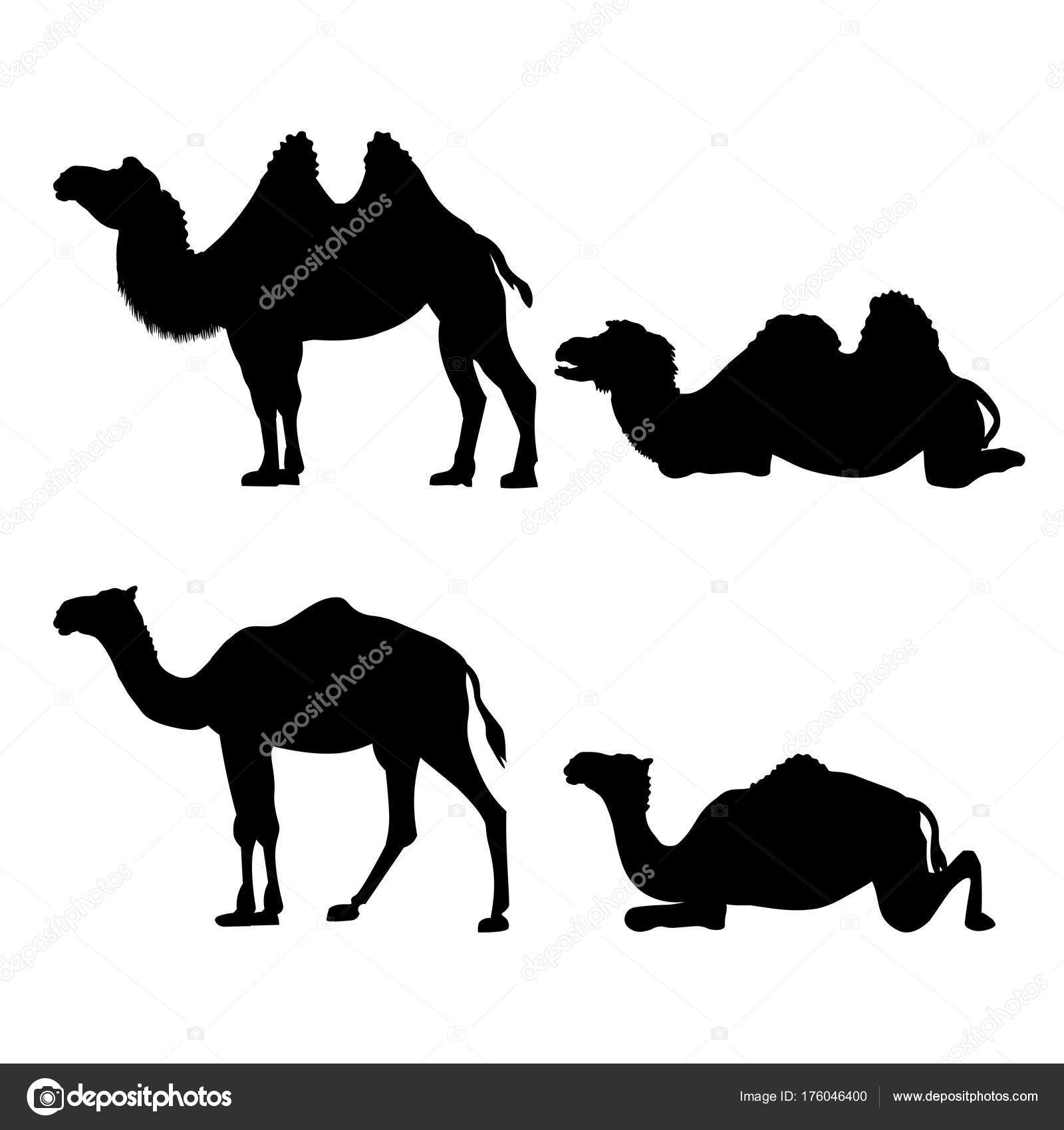 Collection of vector camels Stock Vector Image by ©newgena #176046400