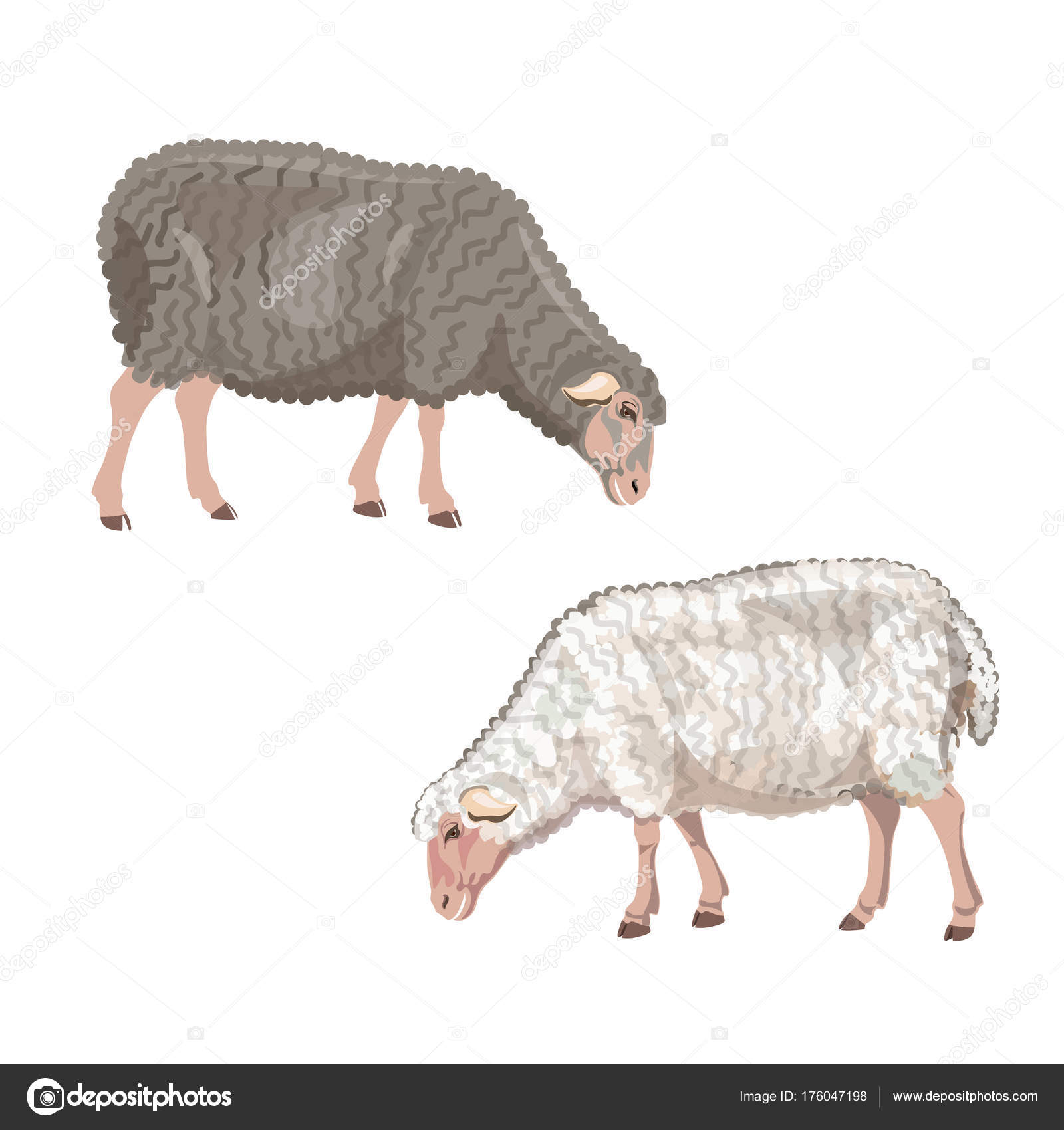 Sheep grazing vector Stock Vector by ©newgena #176047198
